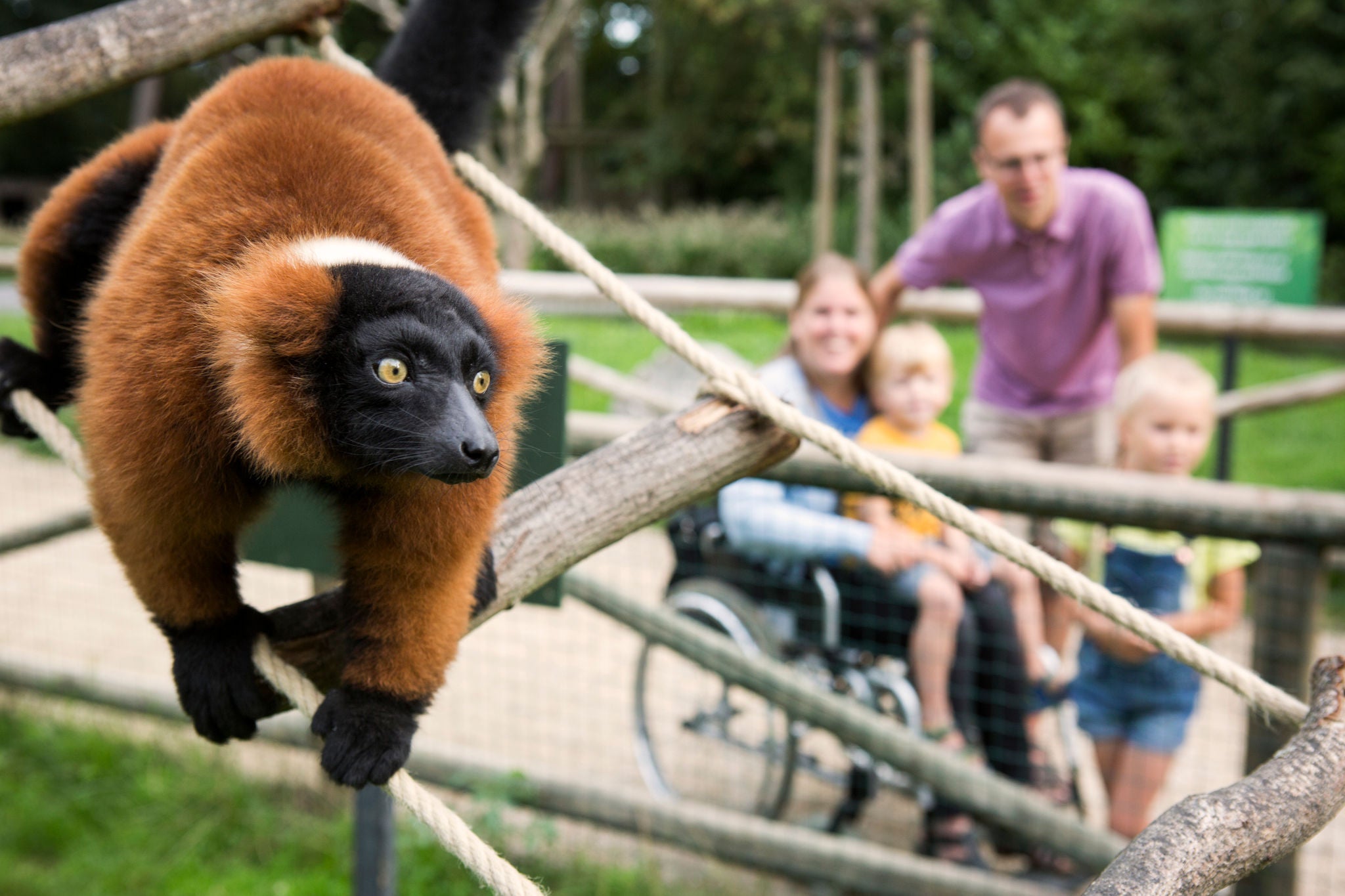 Bezoekers met een beperking beleven een leuke dag in Bellewaerde Park